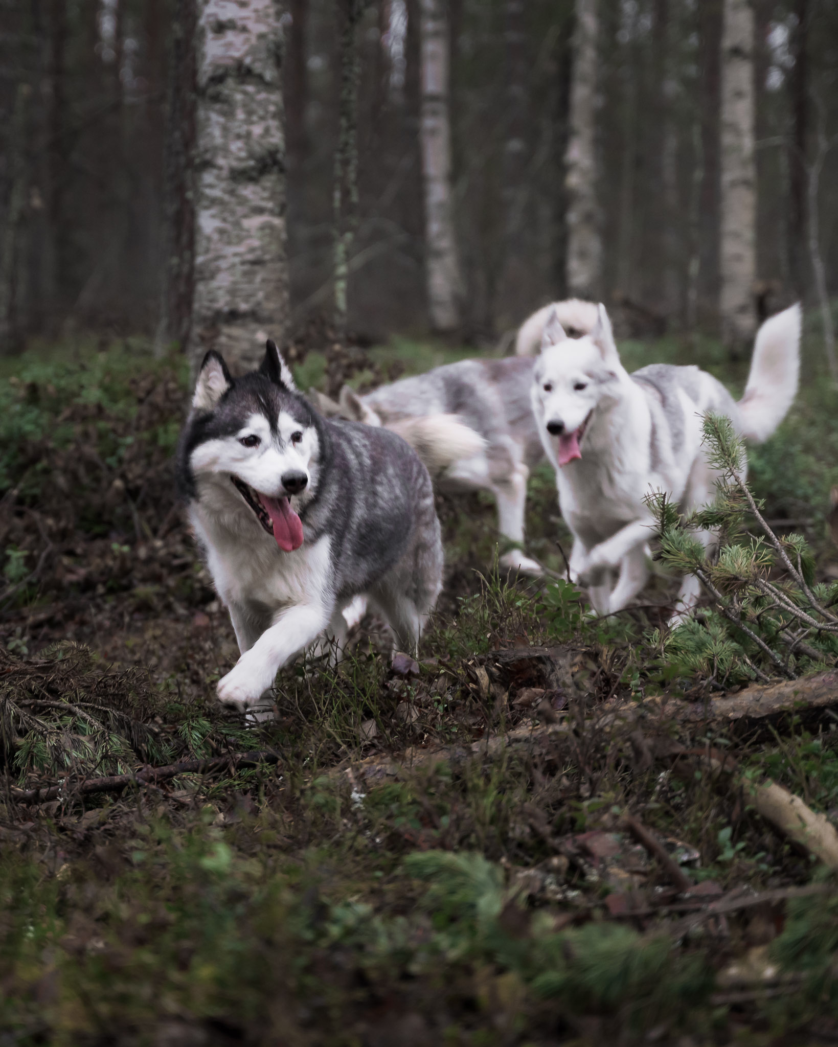 Husky Farm Visit & Summer and Pre-winter activities – Call of the ...