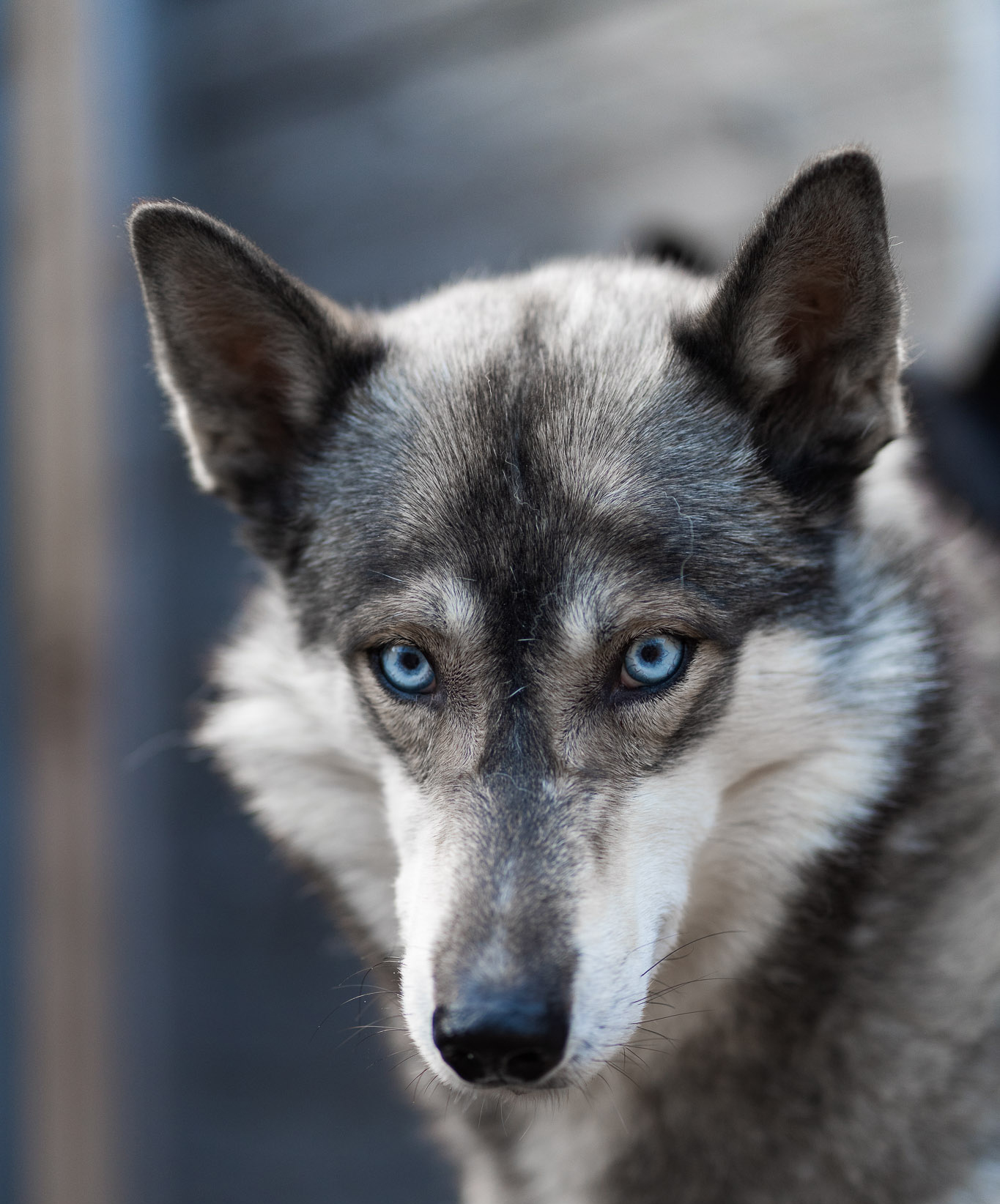 Pyhä Husky Experience – Call of the Wilderness